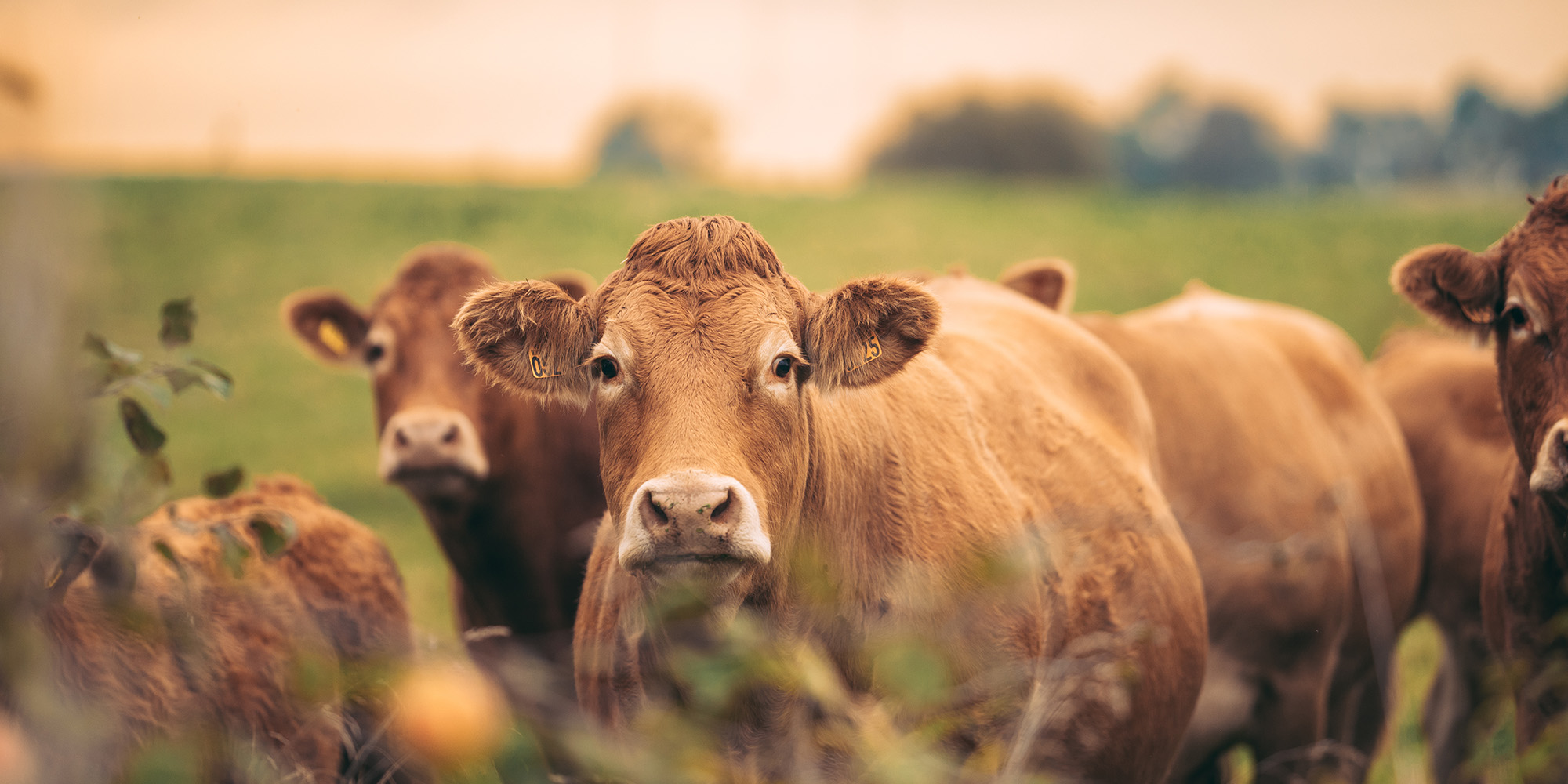 Cow Vet | Beef Herd Vet | Herd Health Planning | South Moor Farm